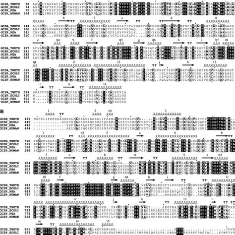 Sequence Alignment Of P Proteins With Secondary Structure Assignment Of