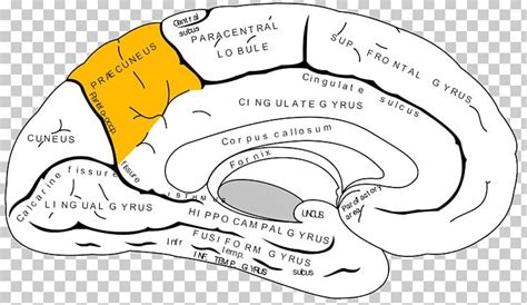 Anterior Cingulate Cortex Cingulate Gyrus Cerebral Cortex Prefrontal Cortex PNG Clipart