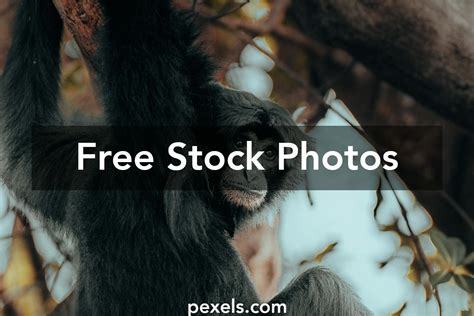 Animals Inheritance Photos Download The Best Free Animals Inheritance