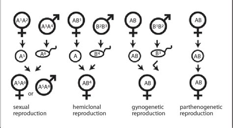 Parthenogenesis Diagram