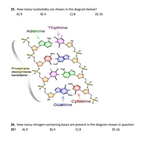 Solved How Many Nucleotides Are Shown In The Diagram Chegg Com