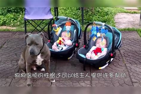 主人拜托柴犬看孩子回家一看惊呆了这狗子绝对成精了