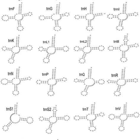 22 Inferred Trna Secondary Structures Were Found In The Daphnia Sp