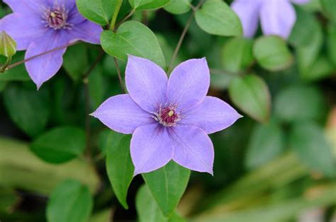 鉄線花の写真素材 14 677件の無料イラスト画像 Adobe Stock
