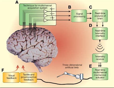 Pdf Brain Machine Interfaces From Basic Science To Neuroprostheses And Neurorehabilitation
