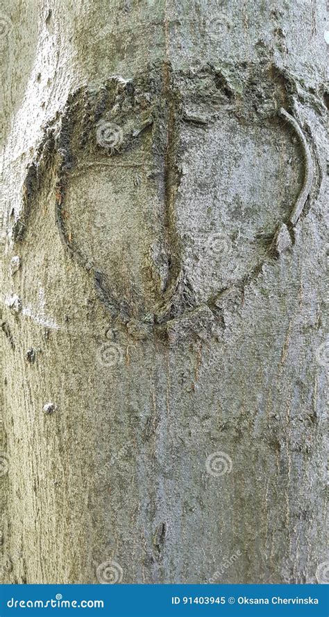 Drawing A Heart On A Tree Stock Image Image Of Nspring