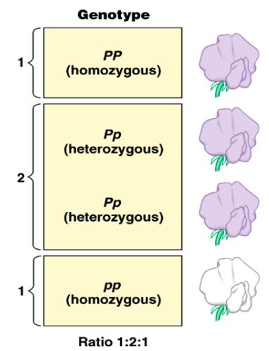 ap biology genetics cell cycle chi square combo ham flashcards