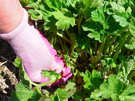 Wild Edibles How To Harvest And Cook Cow Parsnip Greens Laurie