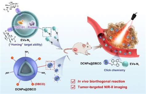 In Vivo Bioorthogonal Labeling Of Rare Earth Doped Nanoparticles For Improved Nir Ii Tumor