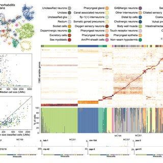 PDF MetaCell Analysis Of Single Cell RNA Seq Data Using K NN Graph Partitions