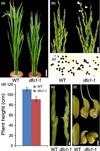 Morphological Analyses Of Rice Oryza Sativa Wild Type Wt And Dfo1 1 Download Scientific