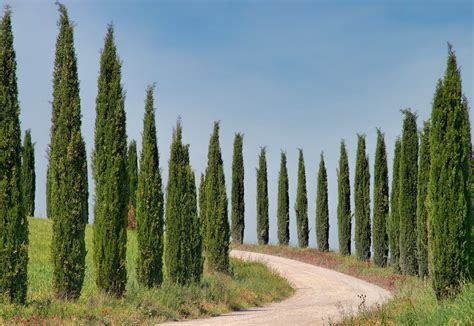 Cypress Tree Images