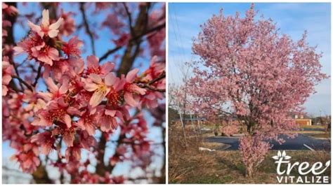 16 Different Types Of Cherry Trees And Their Identifying Features