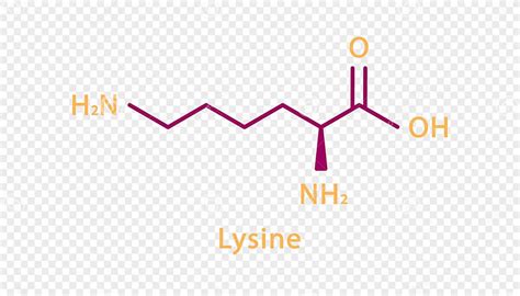 赖氨酸化学配方 透明背景中分离的赖氨酸结构化学公式 向量例证 插画 包括有 例证 多缩氨基酸 237513681