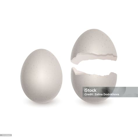 전체 계란 껍질 현실적인 닭고기 달걀 흰색 배경에 고립의 세트 3차원 형태에 대한 스톡 벡터 아트 및 기타 이미지 3차원 형태 개념 개념과 주제 Istock