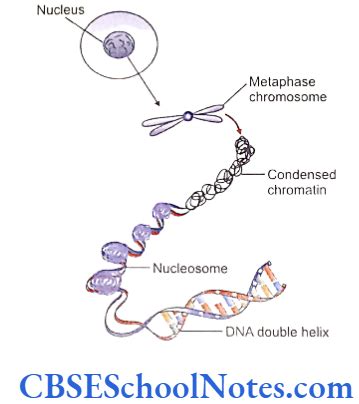 Structure Of DNA And RNA Notes CBSE Babe Notes