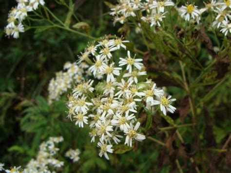 ゴマナ胡麻菜 いきものガイド 茅野市 市民の森 いきものガイド