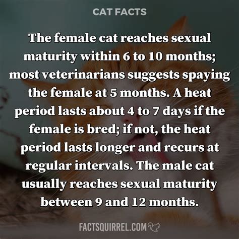 The Female Cat Reaches Sexual Maturity Within To Months Most Fact Squirrel