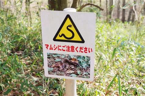 マムシ 注意 看板 340784 マムシ 注意 看板