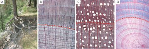 Figure From Tree Ring Analysis In Natural Hazards Research An Overview Semantic Scholar
