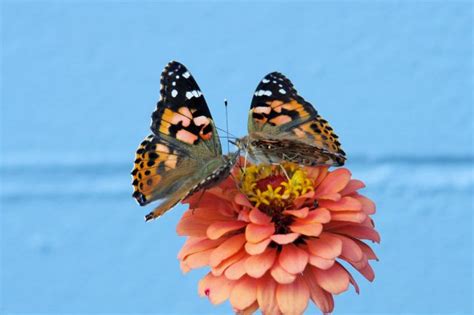 Insect Fun Facts Mating Rituals Of Bugs