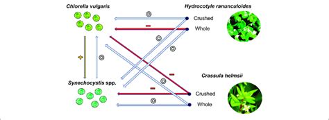 A Simplified Diagram Of The Interactions Between The Different Plant