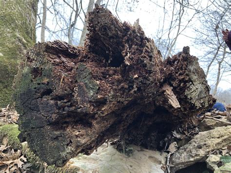 The Rotting Log Some Chicks Who Love The Lord