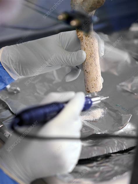 Extraction Of Fossil Dna Stock Image C018 5399 Science Photo Library