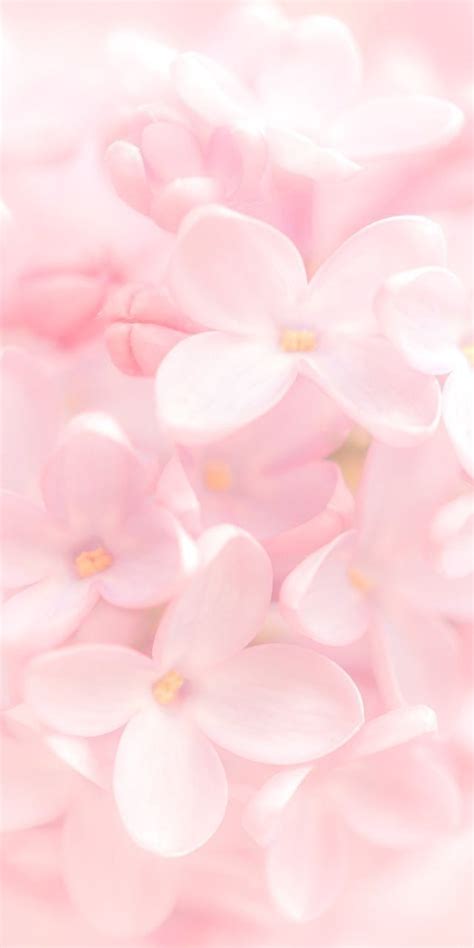 Фон Фотофон Обои Фото Иллюстрация Подложка Картинка Сторис Телефон Эстетика Творчест… Flower