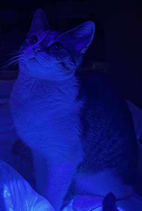 Shah A On Linkedin Powerautomate Knowledgesharing Teamtraining Automation Aibuilder…