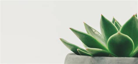 Gdpr Statement A Wild Precious Life Therapy