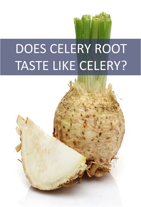 Does Celery Root Taste Like Celery Is This That Food