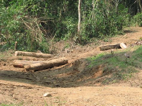 Illegal Logging Wikimedia Commons Earth Buddies