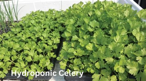 Hydroponic Celery To Grow Crisp And Nutritious Celery In Water South