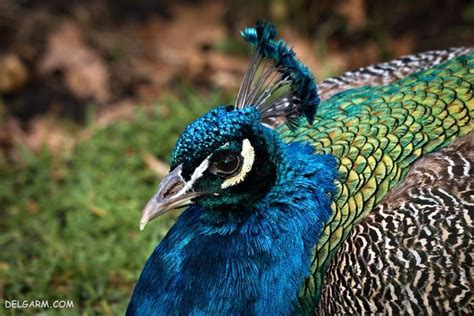 100 عکس خارق العاده از زیباترین طاووس های جهان