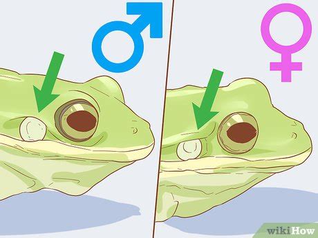 How To Tell If Your Tree Frog Is Male Or Female Steps