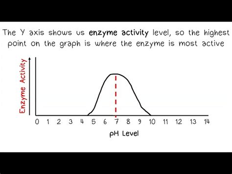 Enzyme Ph Graph Enzyme Lab Effect Of Temp And Ph