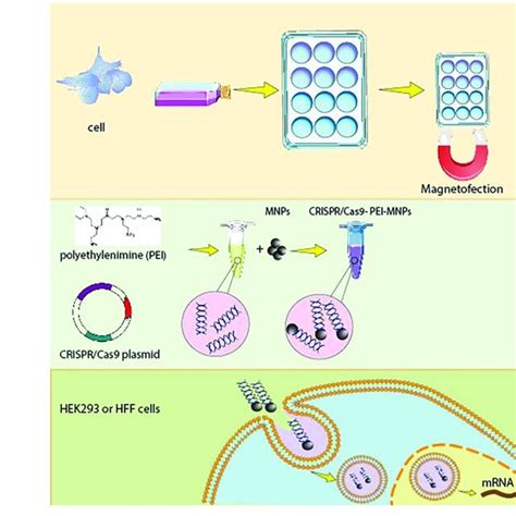 Schematic Illustration Of The Synthesis Of The Crisprcas9 Pei Mnp