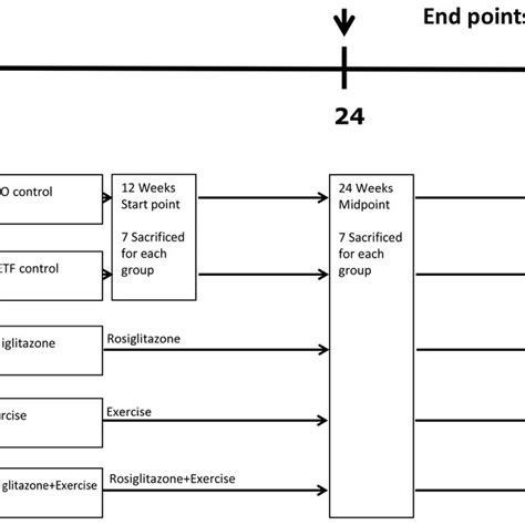 Experimental Design Flow Chart Of The Experimental Design Is Shown Download Scientific