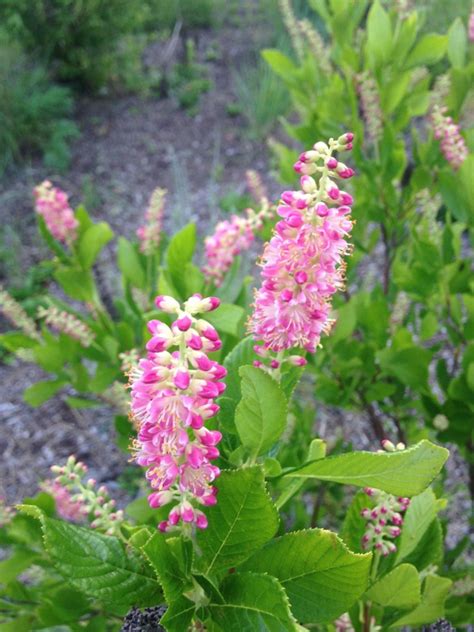Summersweet Plant Tips For Clethra Alnifolia Care Gardening Know How