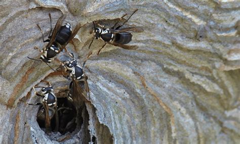 Are Paper Wasps Aggressive Our Warning Pests Banned
