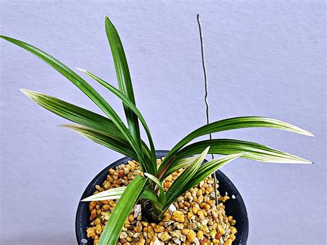 난개척자 남해 한국춘란 난초 춘란 蘭 산채품 종자목 명명품 화예품 엽예품