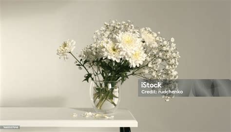 하얀 국화와 석고가 내부에 유리로 꽃을 피운다 미니멀리스트 연기 정물 빛과 그림자 자연은 수평 복사 공간 배경입니다 과꽃에 대한 스톡 사진 및 기타 이미지 Istock