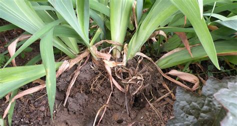 How To Divide Bearded Iris