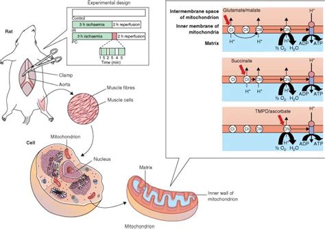 Schematic Representation Of The Mitochondrial Respiratory Chain