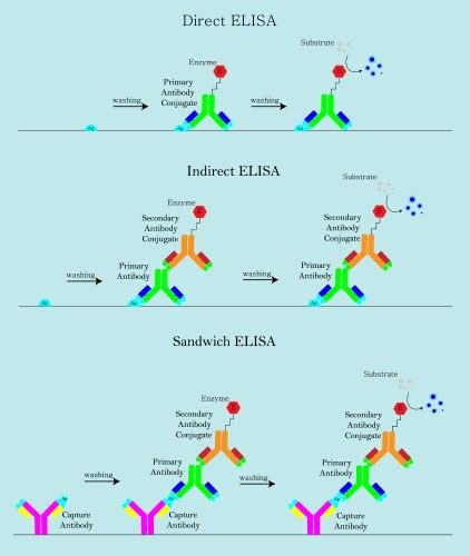 Elisa Test Vector Images 29