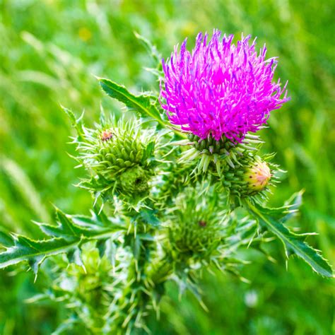 Plants Similar To Milk Thistle At Greg Dawson Blog