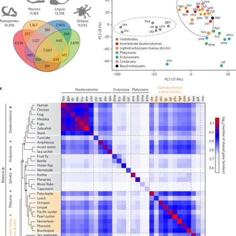 Comparative Transcriptomics Reveals Molecular Similarities Between