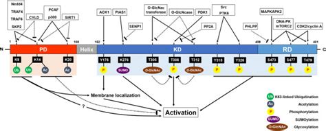 Schematic Representation Of Post Translational Modifications Of Akt
