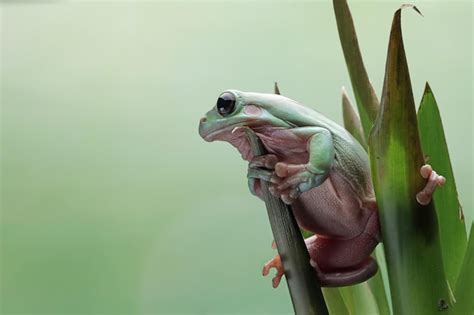 Premium Photo Dumpy Frog Litoria Caerulea On Branch